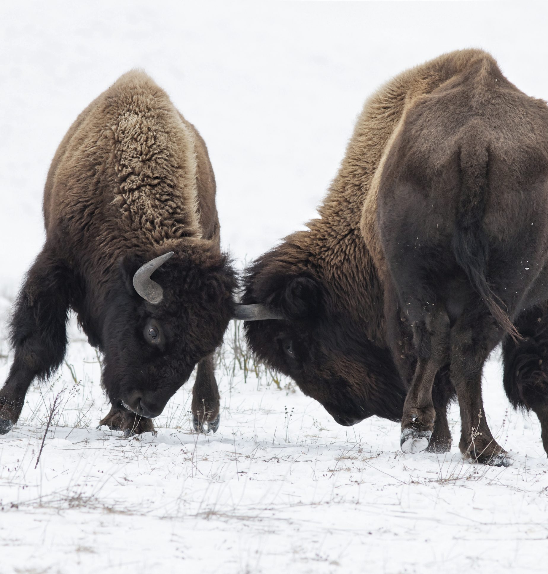Our Story | Bison Ventures